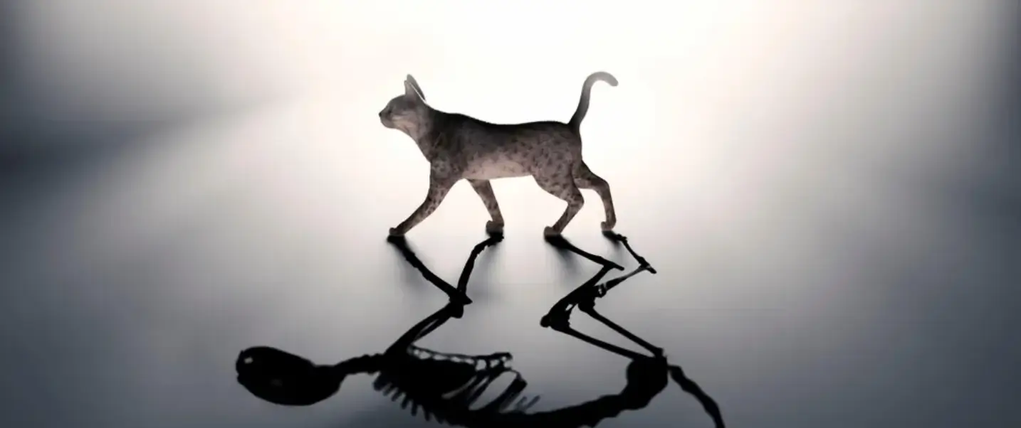 HSC Physics: A Detailed Guide to Exams and Study