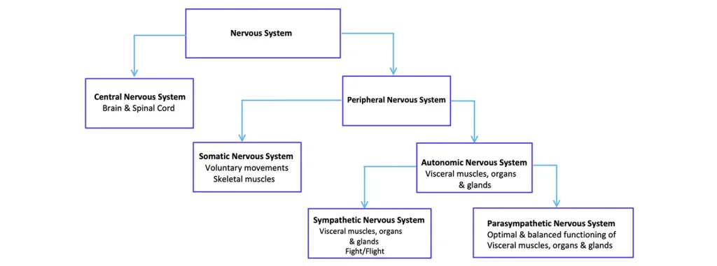 How to ace the VCE Psychology Exam + 20 Revision Questions
