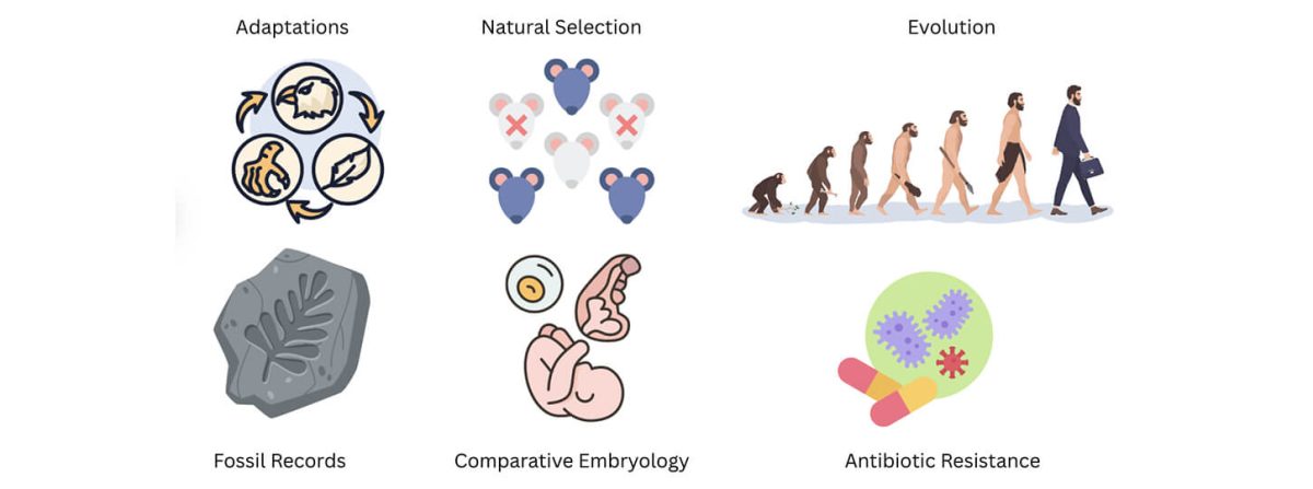 Breakdown of HSC Biology Syllabus 2025 + Free Checklist