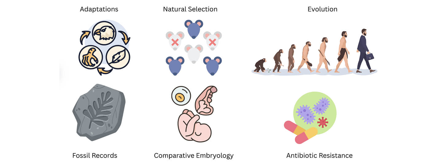 Breakdown of HSC Biology Syllabus 2025 + Free Checklist